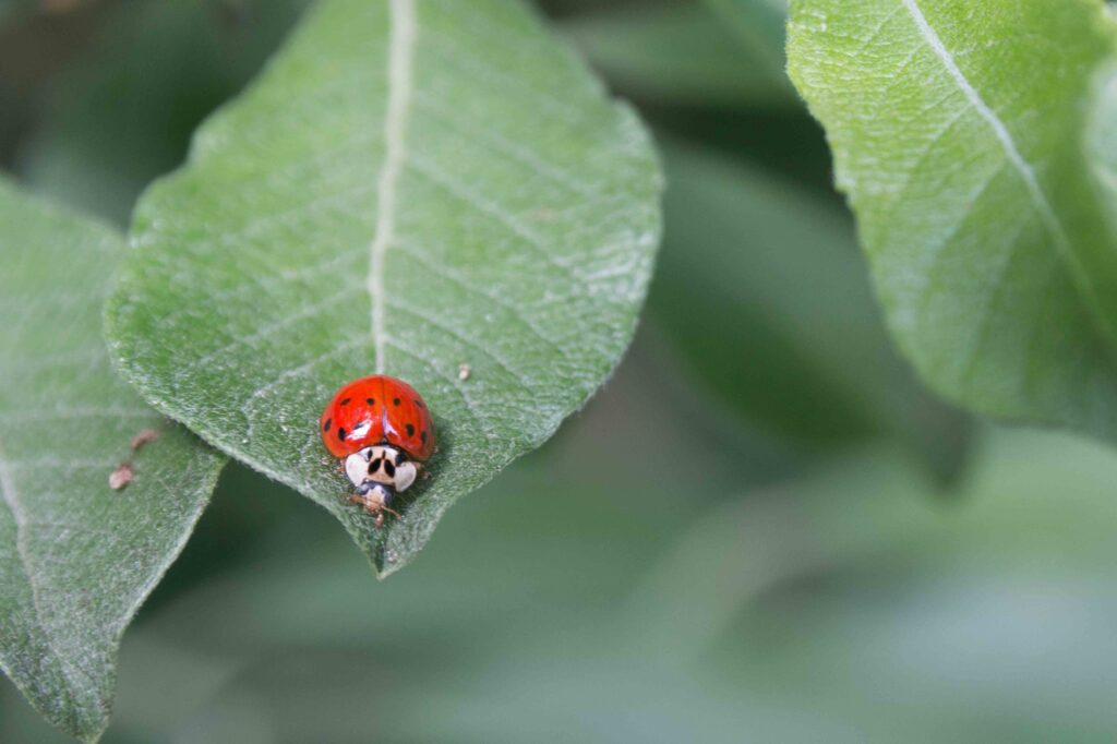 Ladybug Pest Control - Zone Pest Solutions