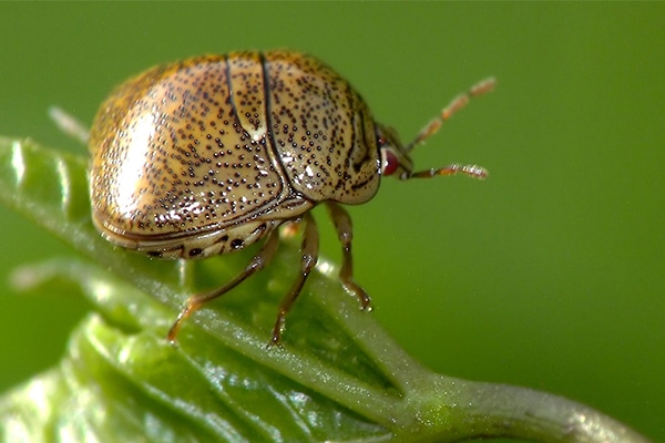 Dealing with Kudzu Bugs - Zone Pest Solutions