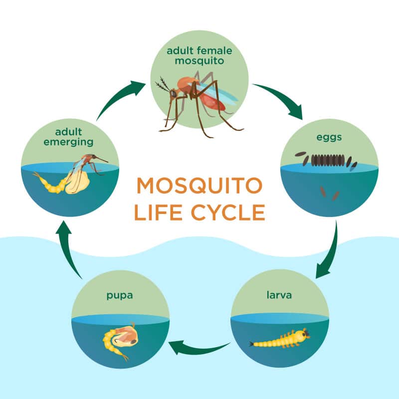 The Mosquito Lifecycle and Your Backyard - Zone Pest Solutions