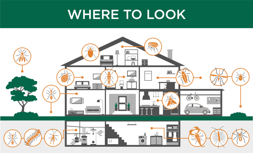 Bugs by Season - Zone Pest Solutions - Prevention