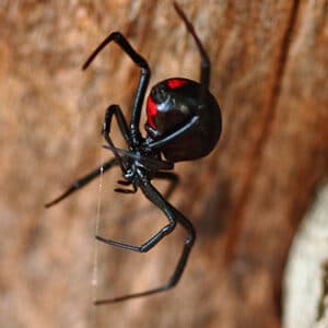 Most common Georgia spiders - Zone Pest Solutions