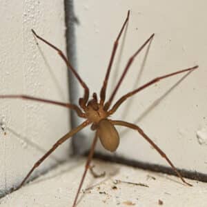 Most common Georgia spiders - Zone Pest Solutions