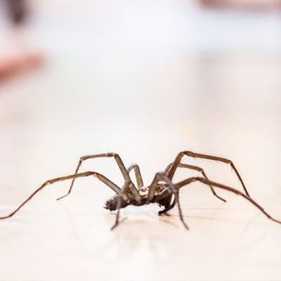 Most common Georgia spiders - Zone Pest Solutions