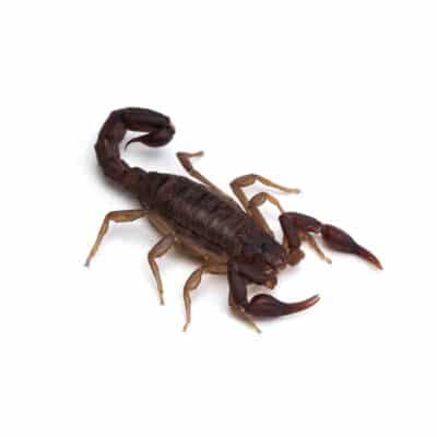 Scorpions in Georgia! - Zone Pest Solutions