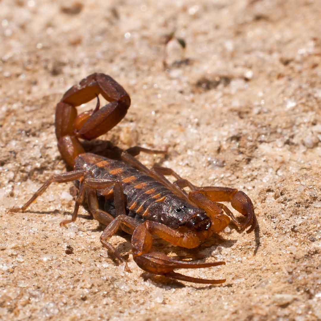 Scorpions in Georgia! - Zone Pest Solutions