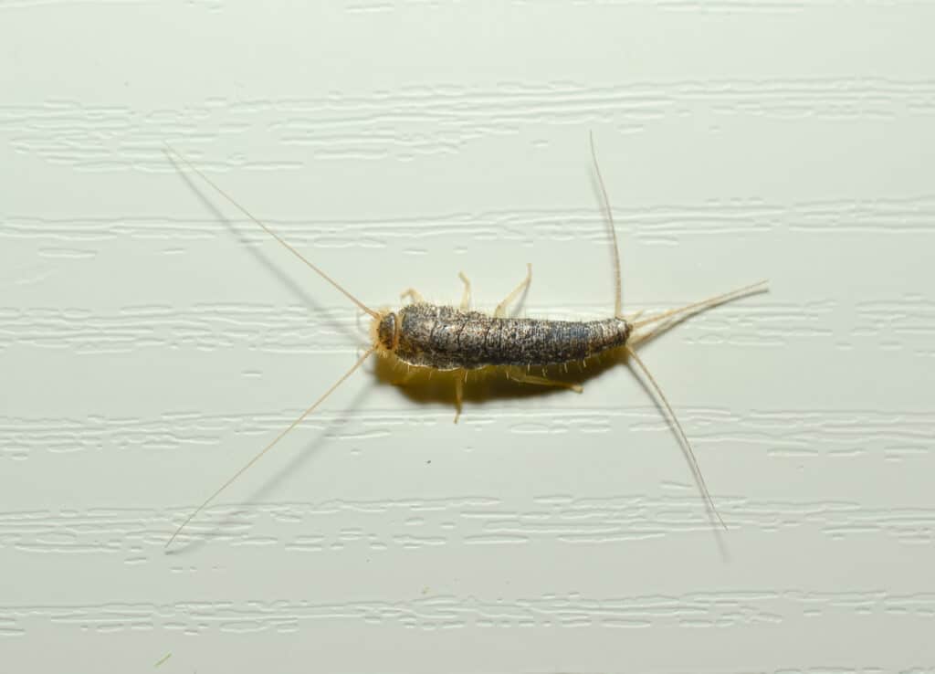 Silverfish Infestation: Causes and Prevention - Zone Home Solutions