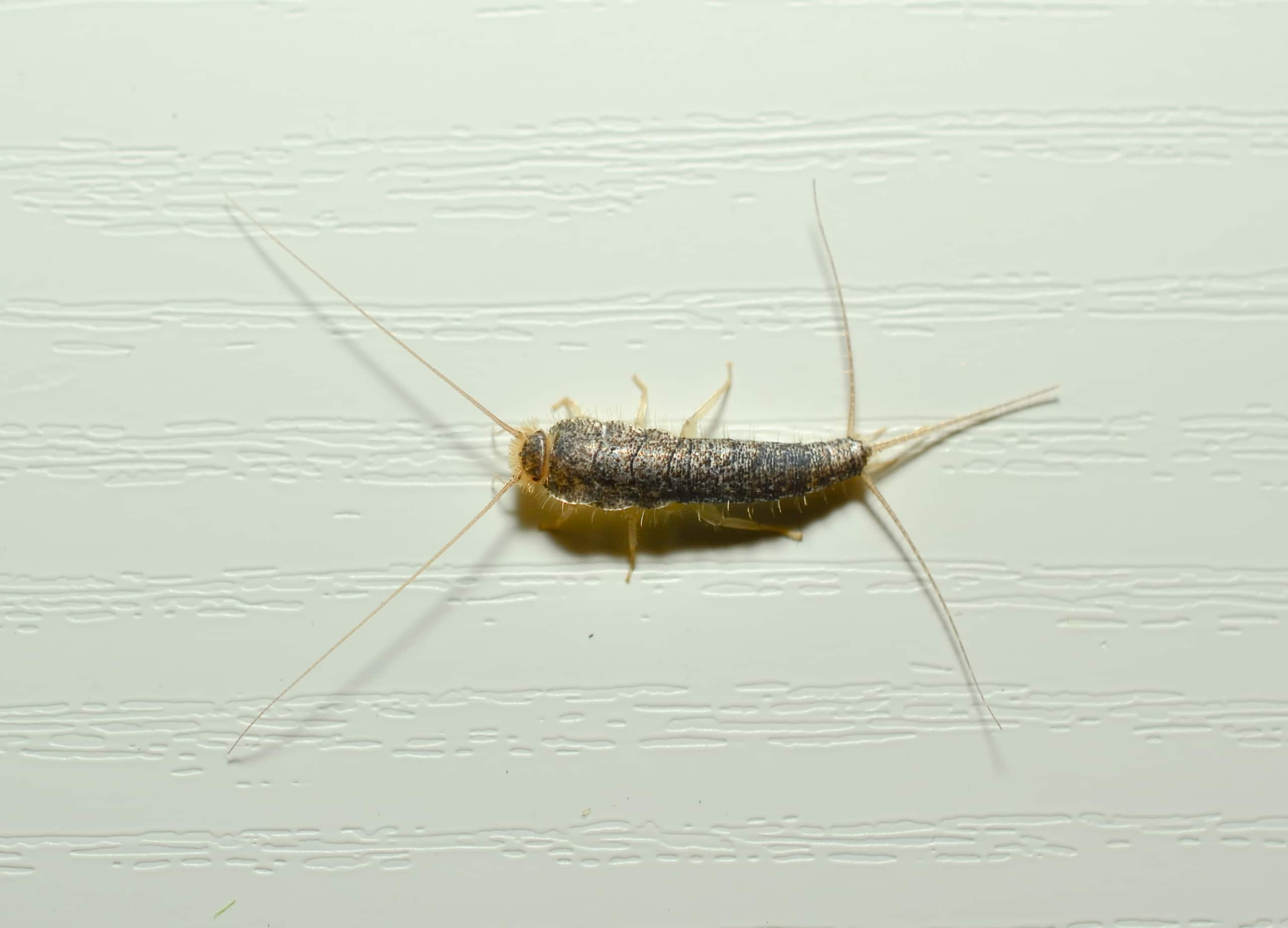Silverfish Infestation: Causes and Prevention - Zone Pest Solutions