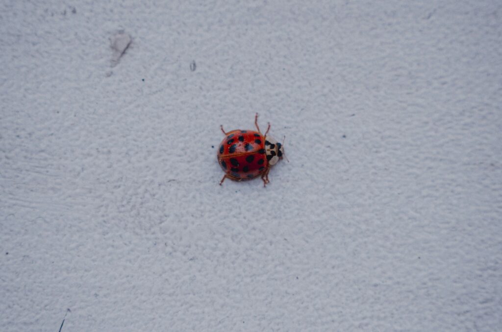 Common Winter Pests in Georgia Homes